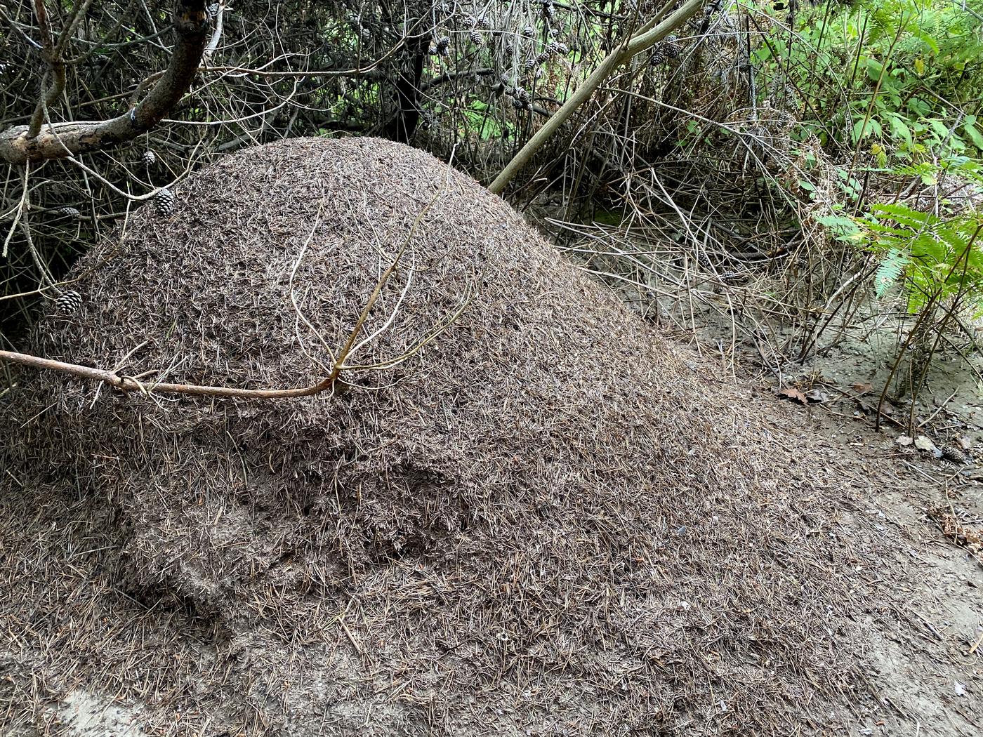 July 20, 2020 — Joshua Wier